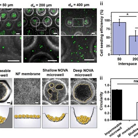 A Cell Seeding Efficiency Of Nova Microwell Array Depending On The D Download Scientific