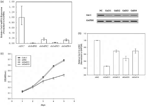 Figure 2 From Antitumor Effects Of Galectin 3 Inhibition In Human Renal Carcinoma Cells