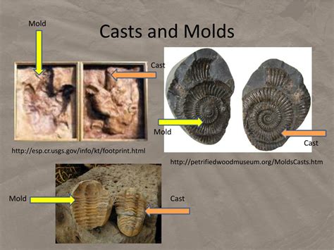 PPT Chapter 13 1 Fossils PowerPoint Presentation Free Download ID 2674000