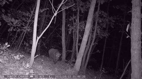 Boundingboxspecies5200 Object Detection Dataset By Yolo V8 Tutorial