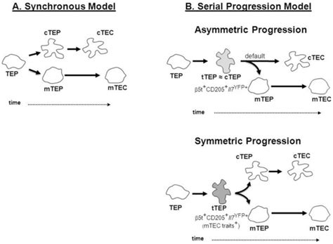 Models Of Thymic Epithelial Cell Development A In The “synchronous” Download Scientific