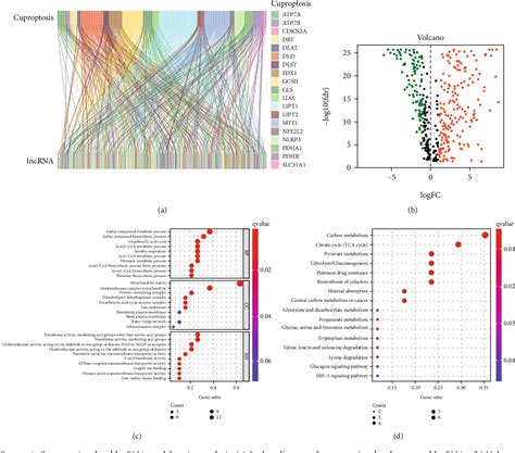Figure 1 From The Cuproptosis Related Long Noncoding Rna Signature Predicts Prognosis And Tumour