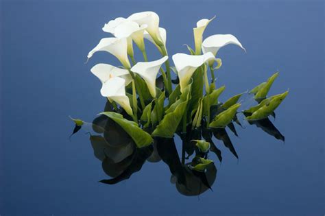Calla Lilies In The Pond Monolith Design