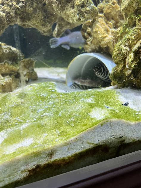 Planted Tank Green Algae At Helen Ervin Blog