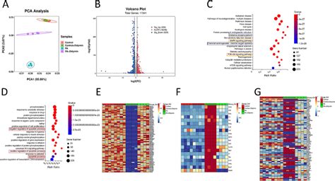 Transcriptomic Analysis Reveals The Key Differential Targets In