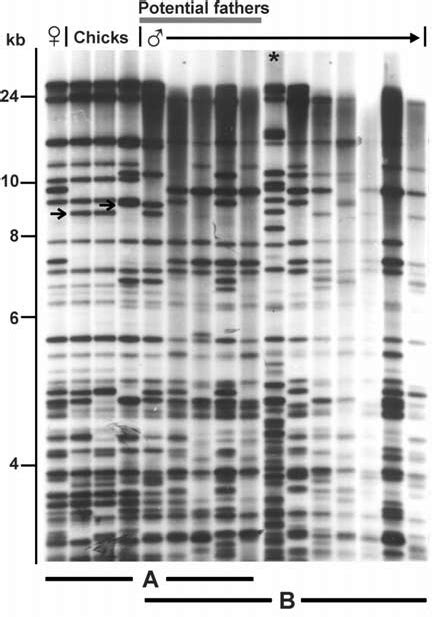 Example Of Minisatellite Dna Profiles Of Hae Iii Digested Kakapo Dna Download Scientific