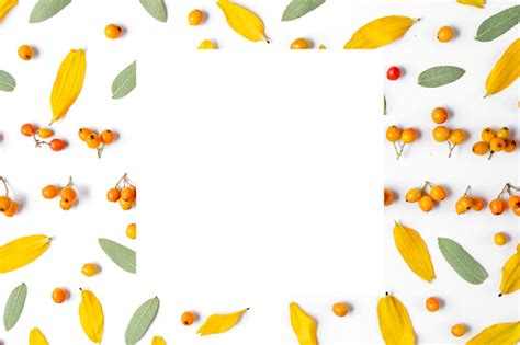 가을 창조적 인 구성 회색 배경에 노란색 나뭇잎 로완 및 흰색 프레임 가을 가을 할로윈 추수 감사절 개념 플랫 레이 상단 보기 복사 공간 0명에 대한 스톡 사진 및 기타