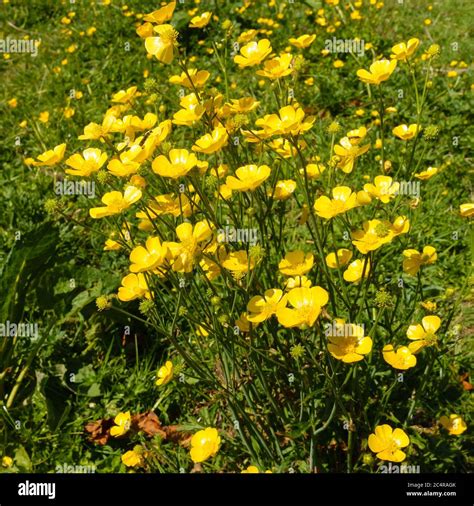 Wild Buttercup Flowers At Michael Wing Blog