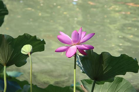 Lotus Fleur De Photo Gratuite Sur Pixabay Pixabay