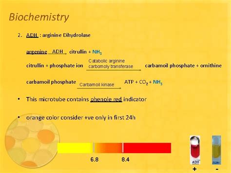 Api E Principle The API E