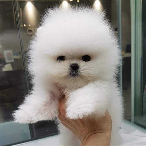 Indian Teacup Puppies