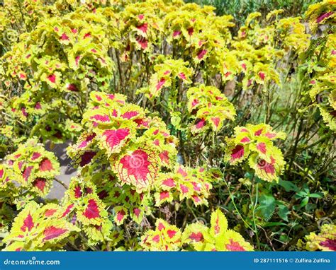 The Miana Plant Is Coleus Scutellarioides A Type Of Shrub That Can