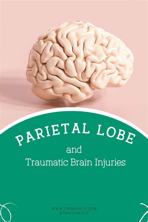The Parietal Lobe Function Facts And Impact Of A Tbi — Tbi Medslp