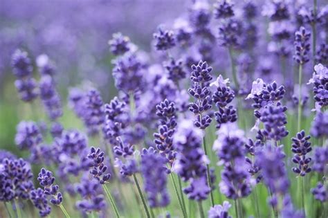 ทุ่งดอกลาเวนเดอร์สีม่วงบานสะพรั่งในฟุราโนะ โฮไคโด ะ ญี่ปุ่น โฟกัสระยะใกล้ พื้นหลังดอกไม้ ภาพ