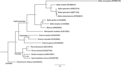Phylogenetic Relationships Among 12 Concatenated Mitochondrial