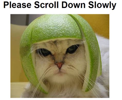 Scroll Below Screamer Wiki