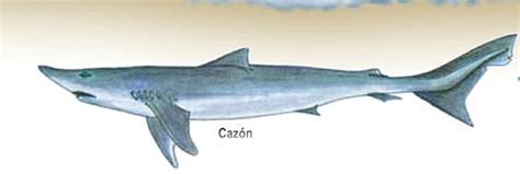 Cazón Cosasdecome