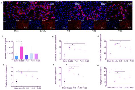 Different Roles Of Endothelial Cell Derived Fibronectin And Plasma Fibronectin In Endothelial