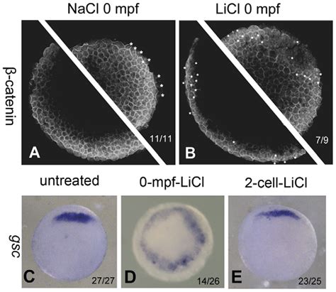 0 Mpf Lithium Treatment Activates Wnt B Catenin Signaling At Download Scientific Diagram