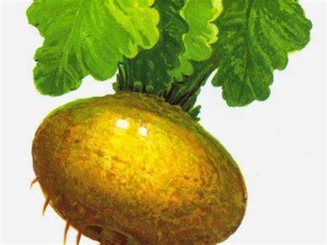 Репка на прозрачном фоне Zefirka Club фото и картинки