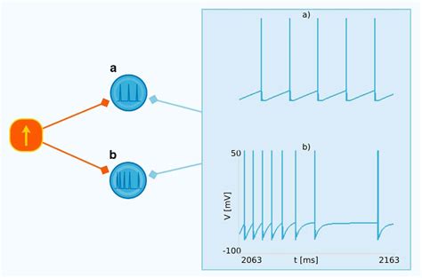 Neuronify An Educational Simulator For Neural Circuits ENeuro