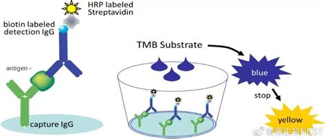 免疫检测，你只知道elisa？带你认识delfia技术！ 哔哩哔哩