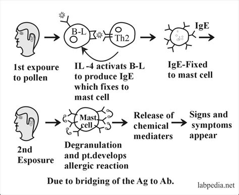 Chapter 11 Type 1 Hypersensitivity Reaction Anaphylaxis Atopy And