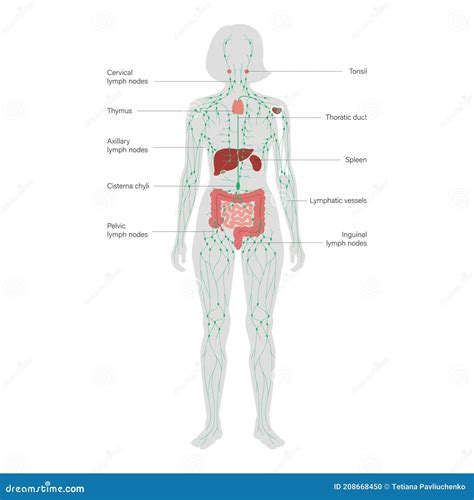 Lymphatic System Concept Stock Vector Illustration Of Thymus 208668450
