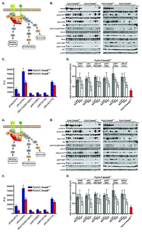 Signaling Pathway Activation In Mammary Tumors Download Scientific Diagram