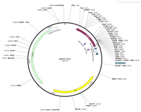 Puc18 Plasmid Map