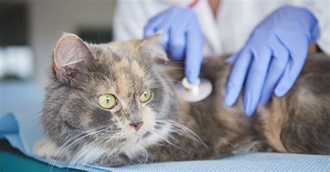 Treatment Of Mycoplasma Spp Infections In Cats Veterinary Practice