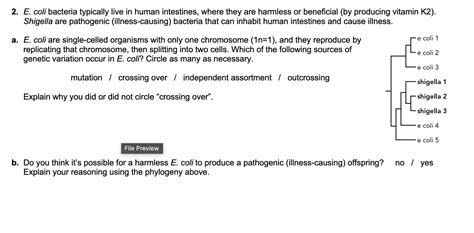 Solved 2 E Coli Bacteria Typically Live In Human