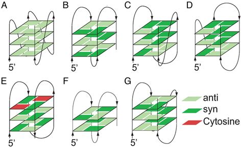 Schematic View Of Different Reported Telomeric G Quadruplex