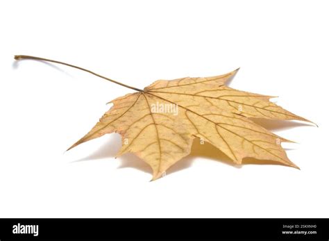 Pale Yellow Beige Golden Norway Maple Acer Platanoides Leaf Herbarium