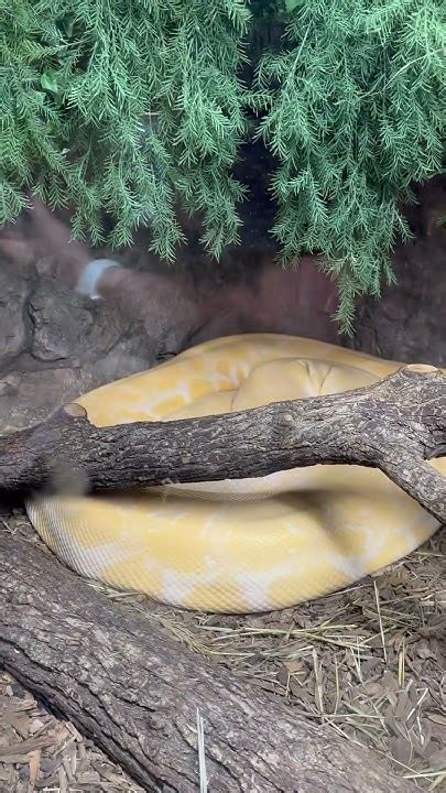 Mighty Python 🐍 Youtube