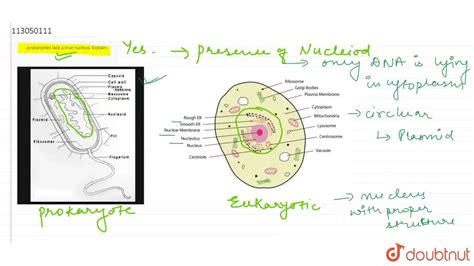 Prokaryotes Lack A True Nucleus Explain