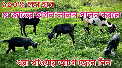 এখনি সতর্ক হতে হবে যে জাতের ছাগল পালন করলে ১০০ লস হবে Youtube