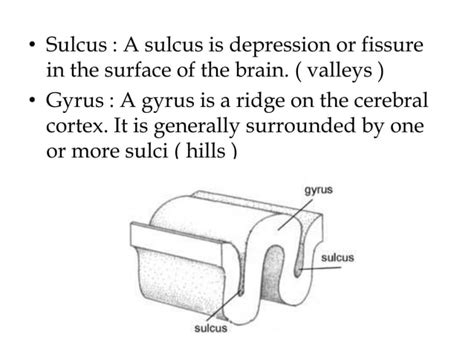 Anatomy Of Brain Sulcus And Gyrus Dr Sajith Md Rd Pptx Brain And Nervous System Disorders