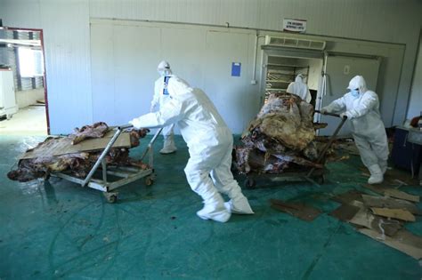 Хүнсний шаардлага хангахгүй МАХЫГ устгалаа