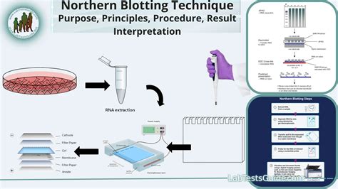 Northern Blotting Rna Blotting Lab Tests Guide