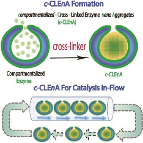 Top Formation Of Compartmentalized Cross Linked Enzyme Download Scientific Diagram