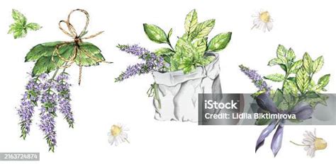 허브 티 테마 세트 부케 플라워 브라이트 민트 스가지 패키지 카모마일 수채화 그림입니다 디자인 블로그 웹사이트 포장 화장품 조리법 요리책 건강한 생활방식에 대한 스톡 벡터