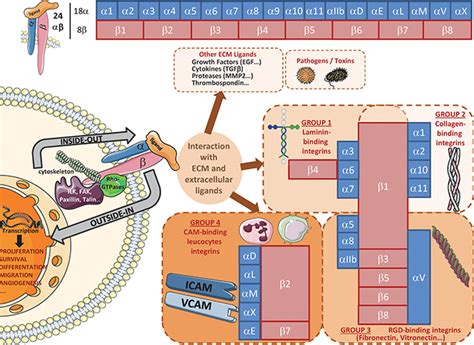 Interest Of Integrins Targeting In Glioblastoma According To Tumor
