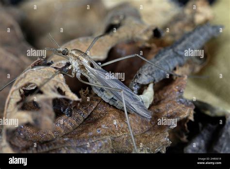 Crane Fly Tipula Sp Imago Emerging From Its Pupa France Stock Photo