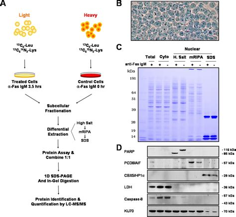 A Schematic Procedure For Silac And Differential Extraction Of Nuclear Download Scientific