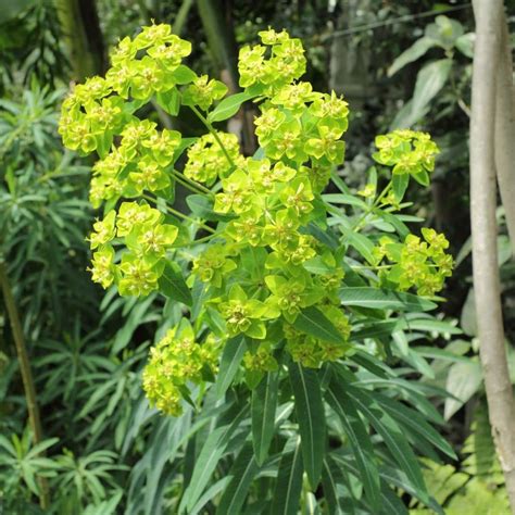 25 Tipos De Euphorbia Hierbas árboles Y Arbustos Jardineria On