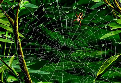 30 Spinne Hintergrundbilder Hd Kostenlose Bilder