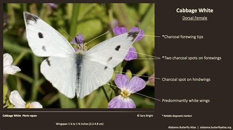 Cabbage White Alabama Butterfly Atlas