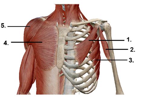 Anterior Chest Muscles Diagram Quizlet