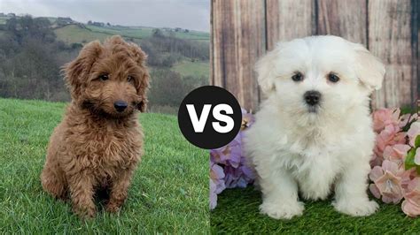 Cockapoo Vs Maltipoo Key Differences To Help You Choose Vegan